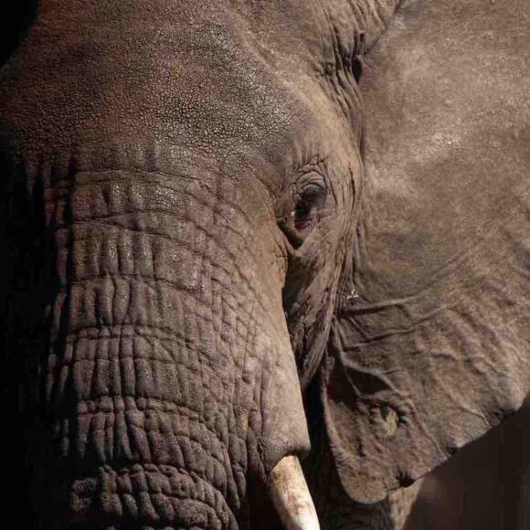 Big Five | Welke dieren behoren tot de Big 5 en waar kun je ze zien