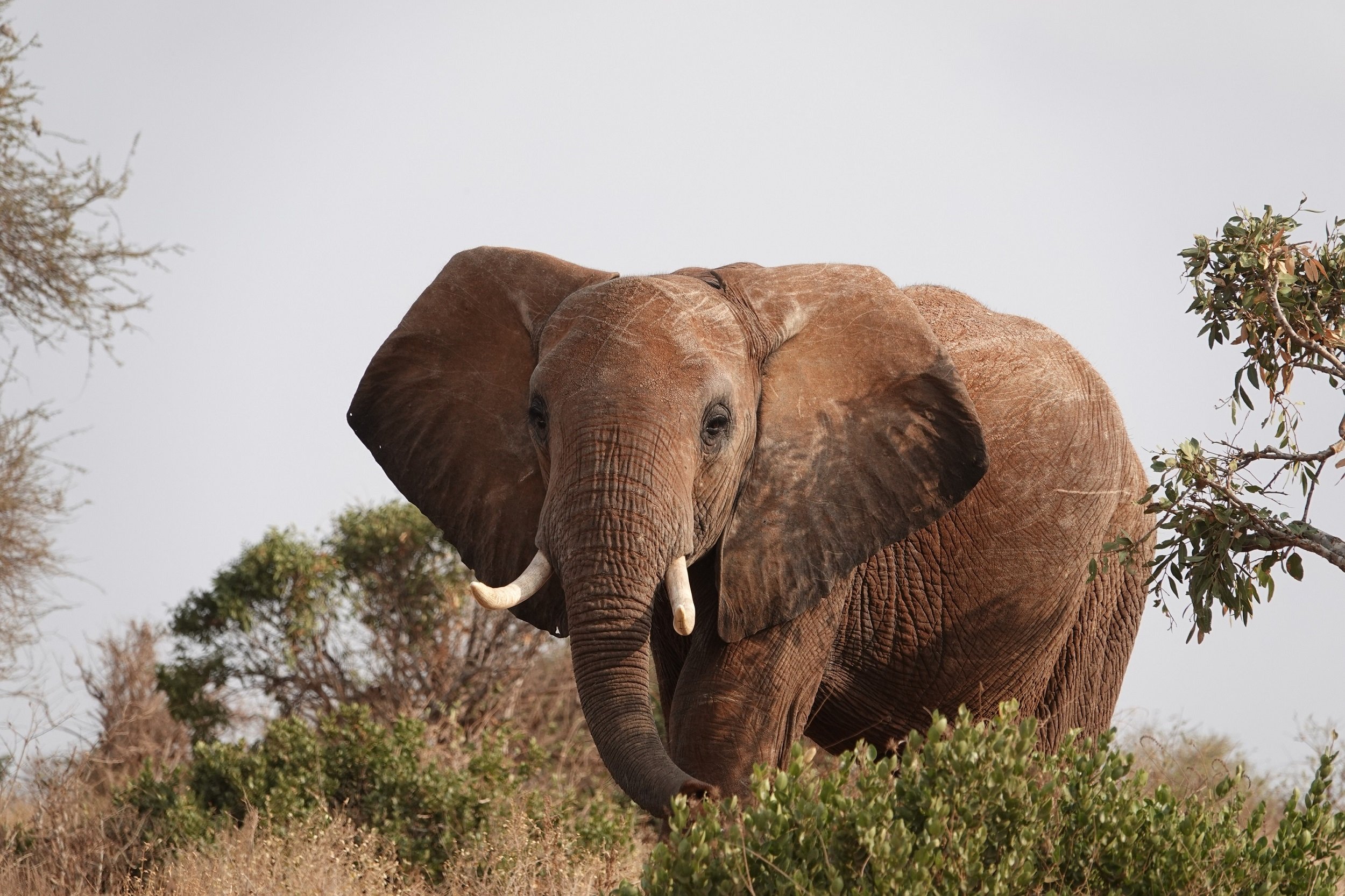 Big Five | Welke dieren behoren tot de Big 5 en waar kun je ze zien