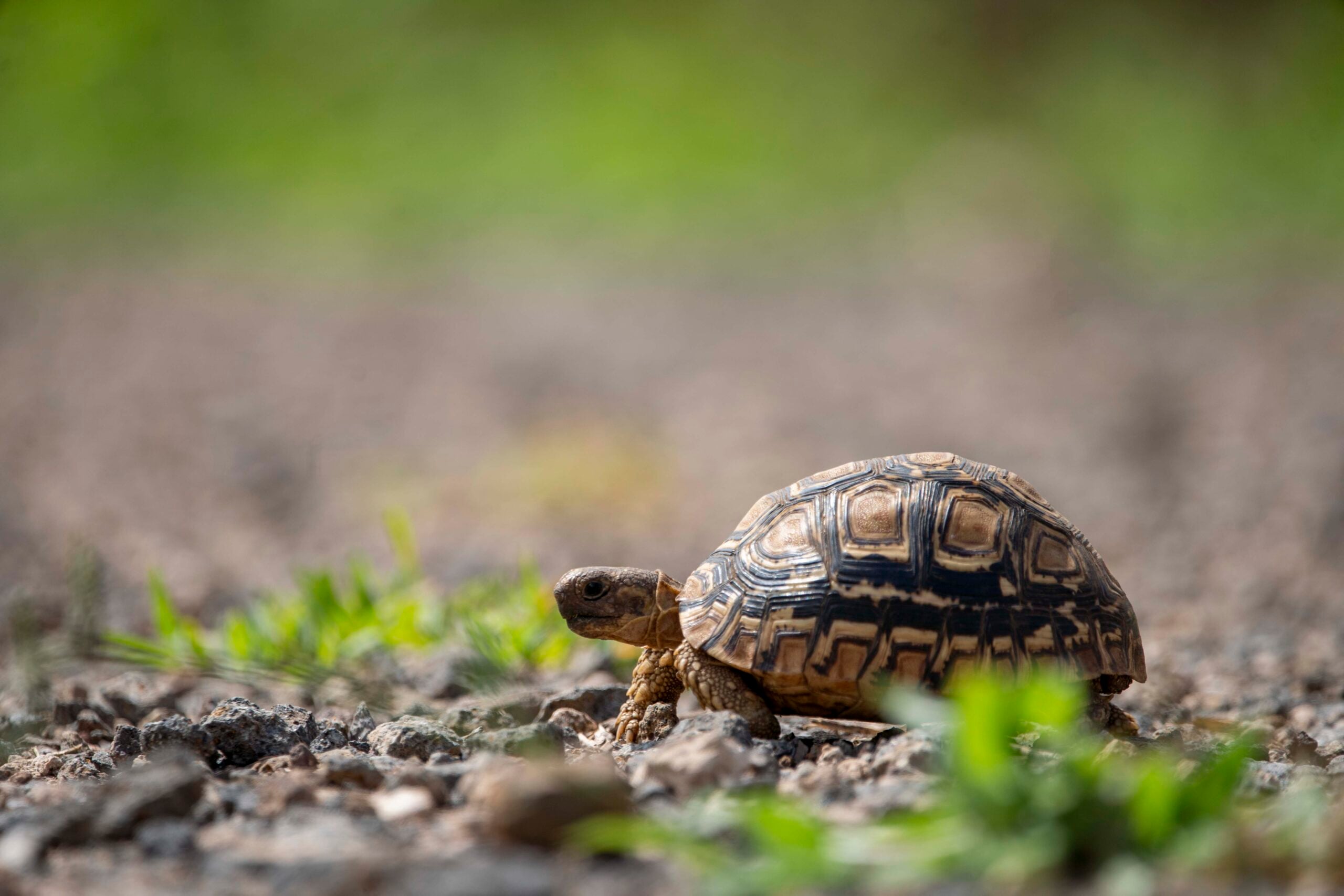 Makuyuni Wildlife Park | Tanzania Specialist