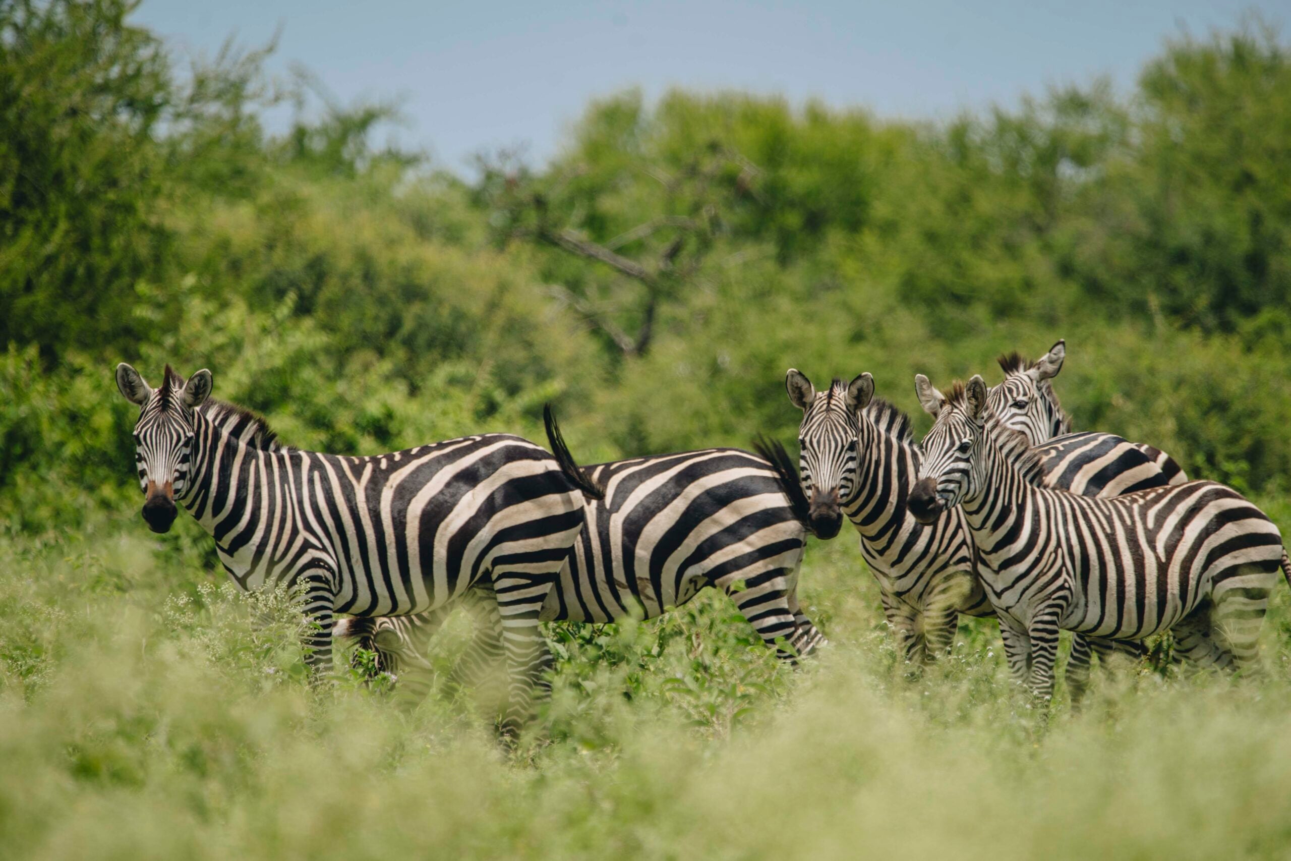 Makuyuni Wildlife Park | Tanzania Specialist